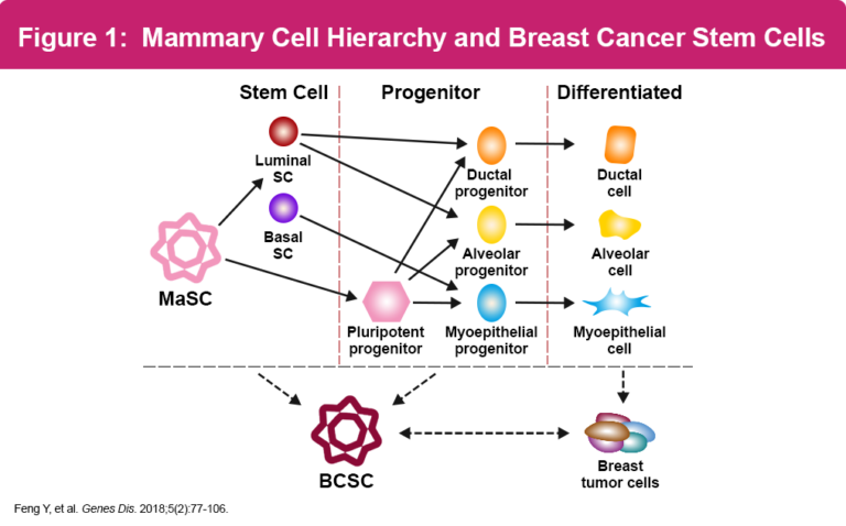 Epidemiology and Pathophysiology – Empower Breast